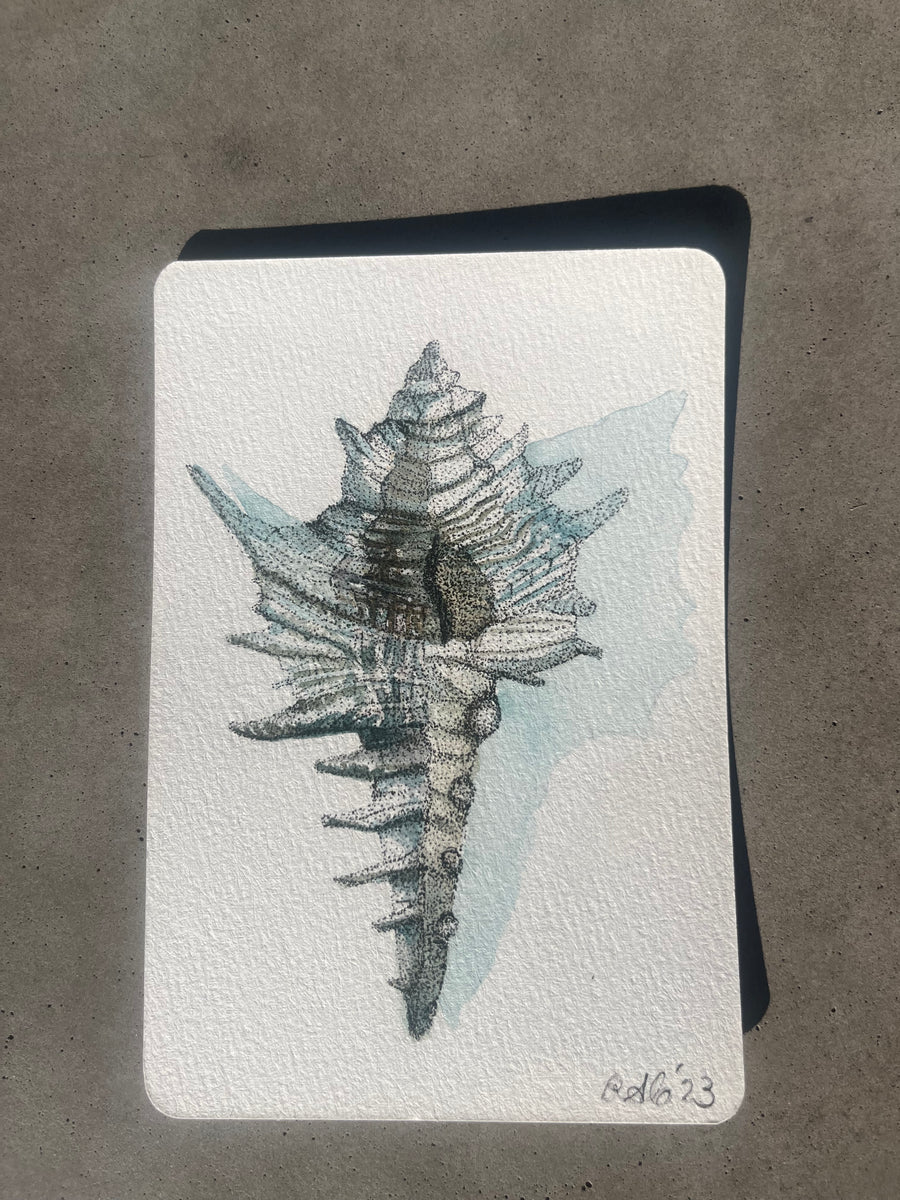 Stippled Shell – Trish Crampton